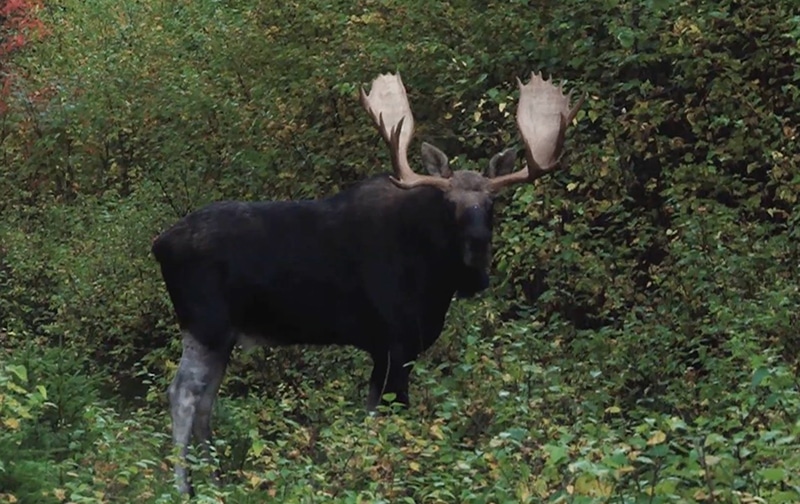 SHOT OF THE WEEK - New Brunswick Moose - HuntStand