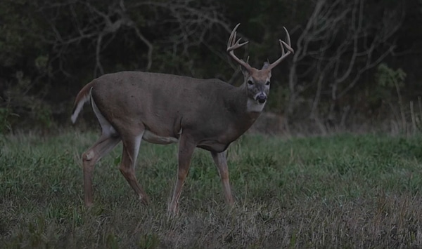 Bowhunting A Massive Buck At Eye Level - HuntStand