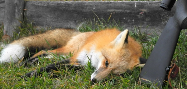Coyote With Orange Eyes