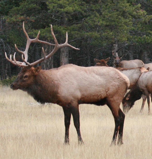9 Tips For Tasting Rifle-Season Elk Success - HuntStand