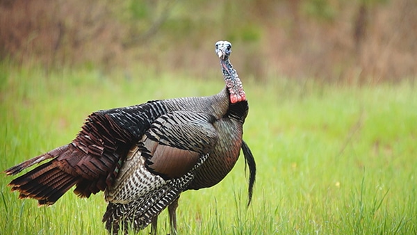 10 Top Reasons You Missed Your Turkey - HuntStand