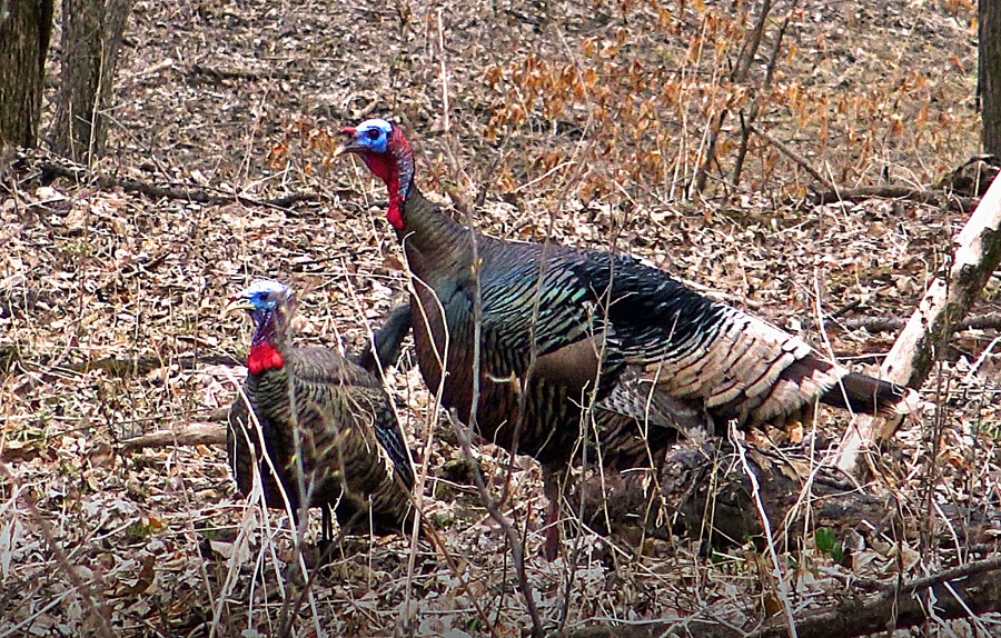 Turkey Scouting: Logging Encounters Leads To Success - HuntStand