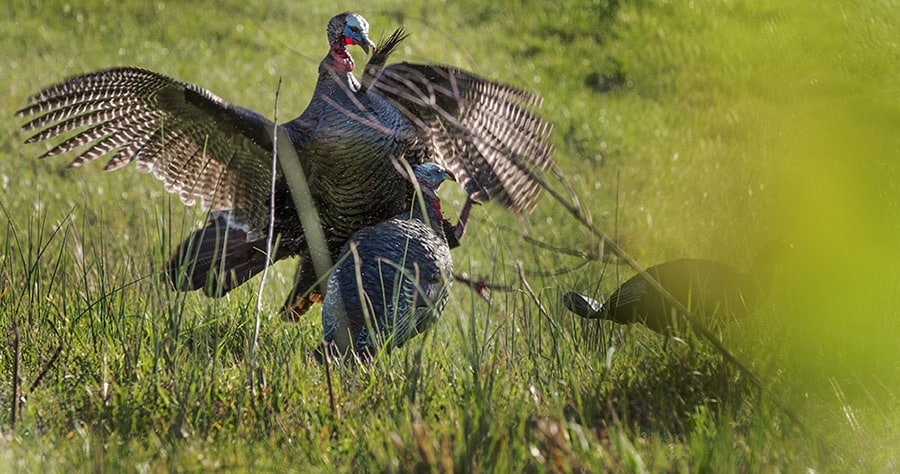 THE HUNGER: Turkey Hunting Traditions [Feature Film] - HuntStand
