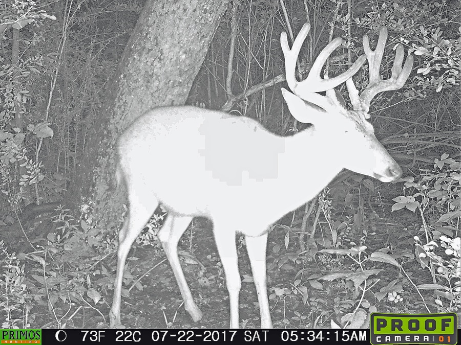 PA ‘Survivor’ Buck Is Back! [Big Buck HIT LIST] - HuntStand