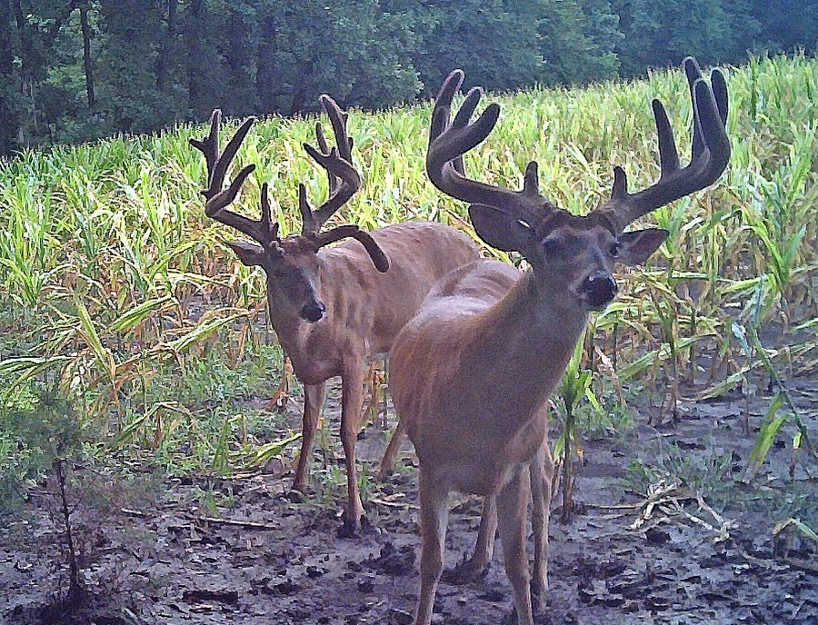 Amazing Shots Of Kansas Monster Buck Duo - HuntStand