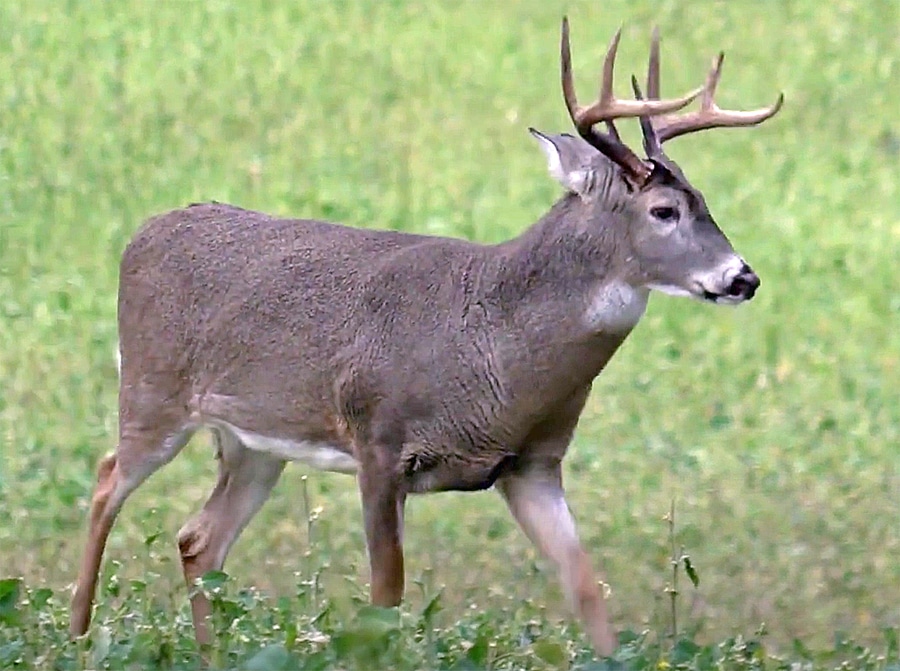 Hunting: The Wise Choice For Urban Deer Management - HuntStand