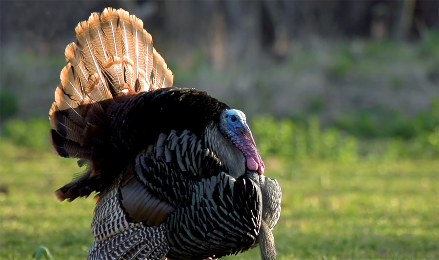 Kansas Double Gobbler Kill | Tough Hunt in Kentucky Eastern Strut ...