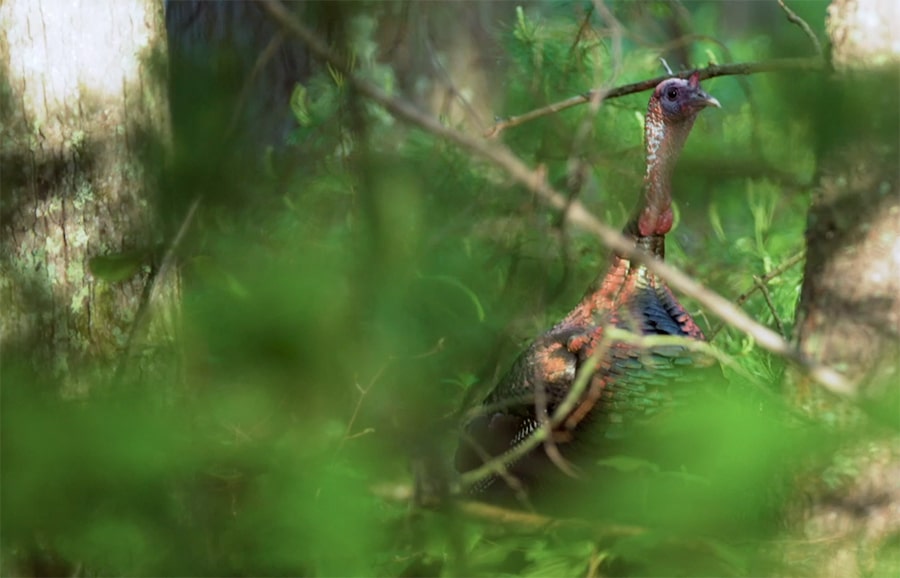 Hunting Late-Season Northeastern Longbeards [Eastern Strut] - HuntStand