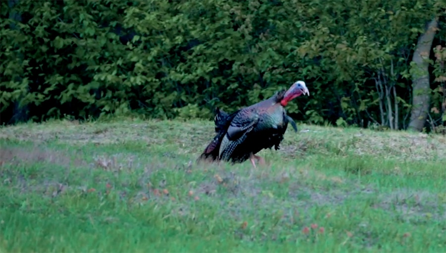 Hunting Ski Slope Gobblers In Vermont's Green Mountain NF - HuntStand