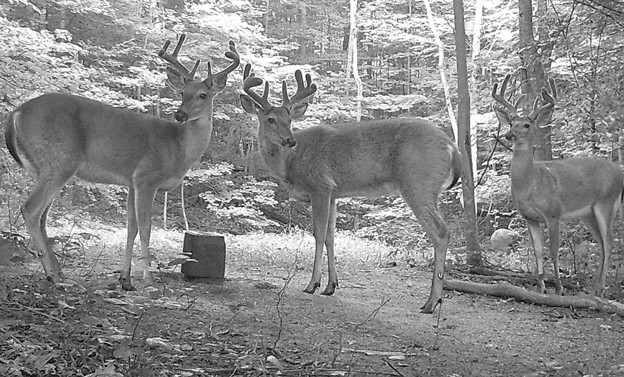 Impressive Trio Of Michigan Bucks [Big Buck HIT LIST] - HuntStand