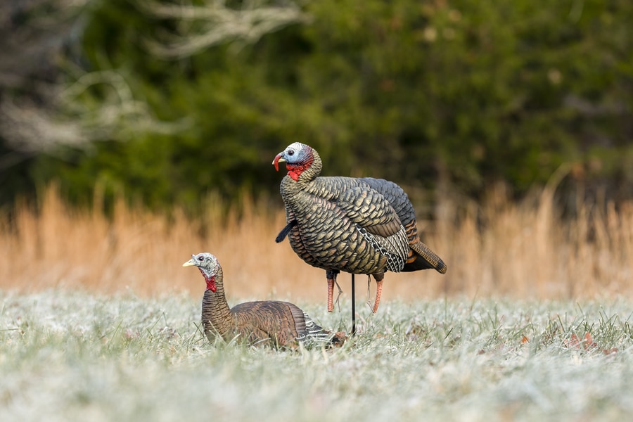 Turkey Bowhunting Checklist: 8 Hunt-Saving Gear Choices - HuntStand