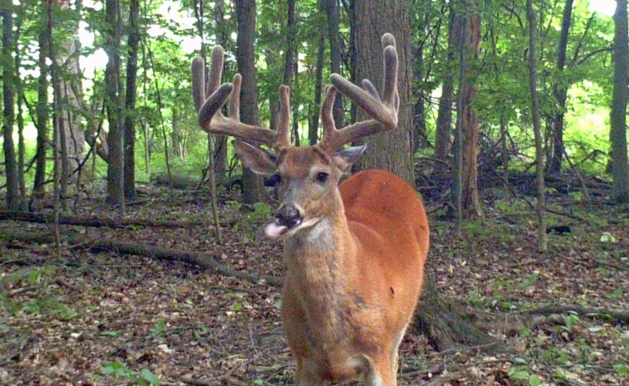Big Buck Pictures On Trail Camera