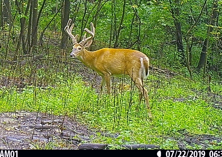 A Couple Of Illinois Bucks At The Buffet [Big Buck HIT LIST] - HuntStand