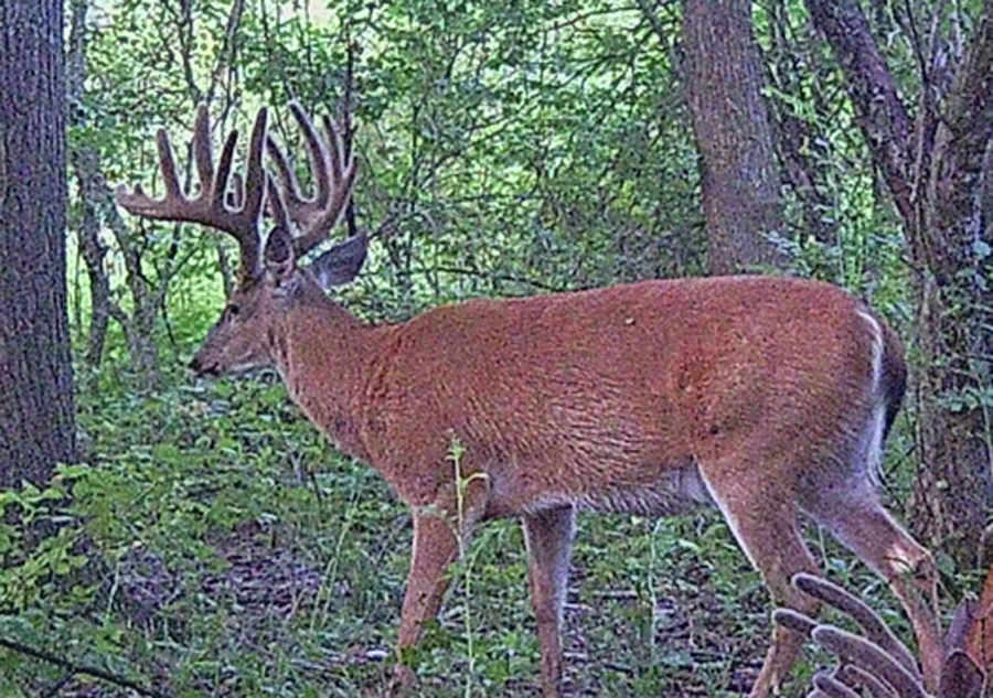 Two Dominant Michigan Bucks Return [Big Buck HIT LIST] - HuntStand