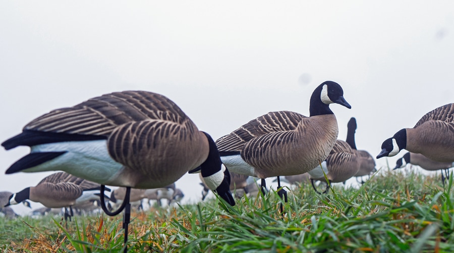 Goose Hunting With Final Approach Fully Flocked Decoys - HuntStand