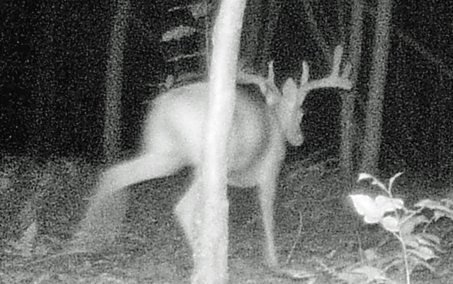 Some Promising PA Bucks Putting On Inches - HuntStand