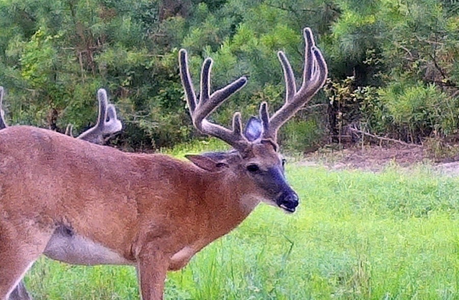 A Long-Tined Virginia 10-Point Returns [Big Buck HIT LIST] - HuntStand