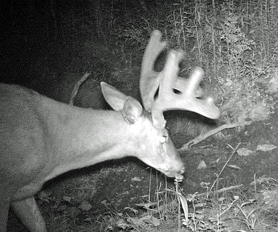 An Ohio Buck Returns, Bigger & Better [Big Buck HIT LIST] - HuntStand