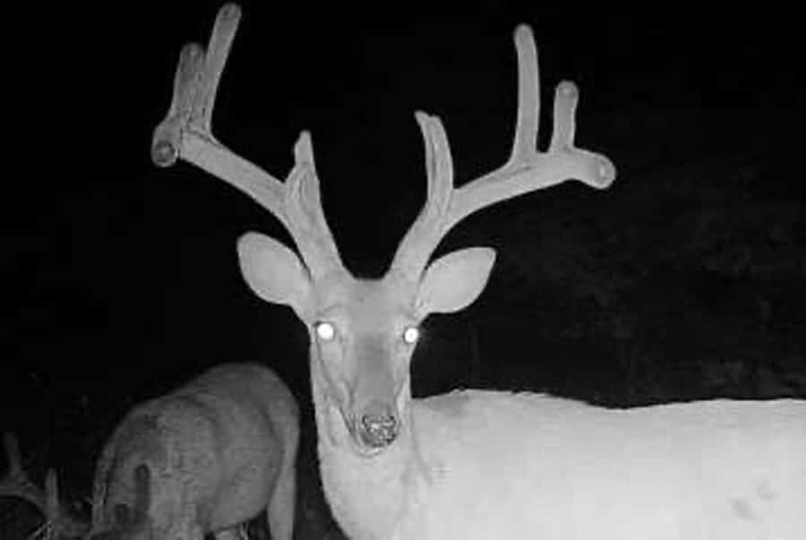 KY Main-Frame 8-Point Grows Larger [Big Buck HIT LIST] - HuntStand