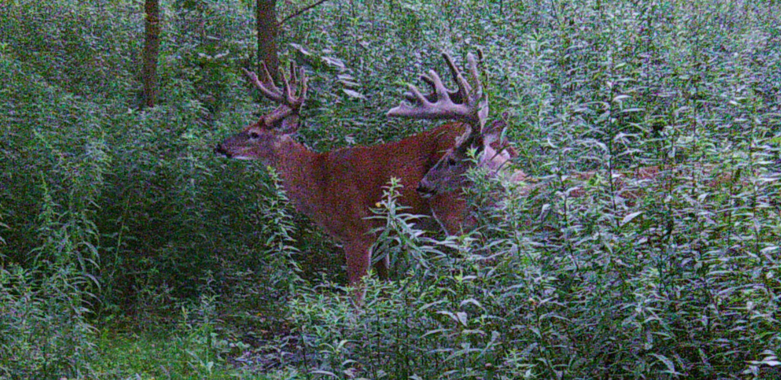Ontario Buck A True Beast At Age 5 [Big Buck HIT LIST] - HuntStand