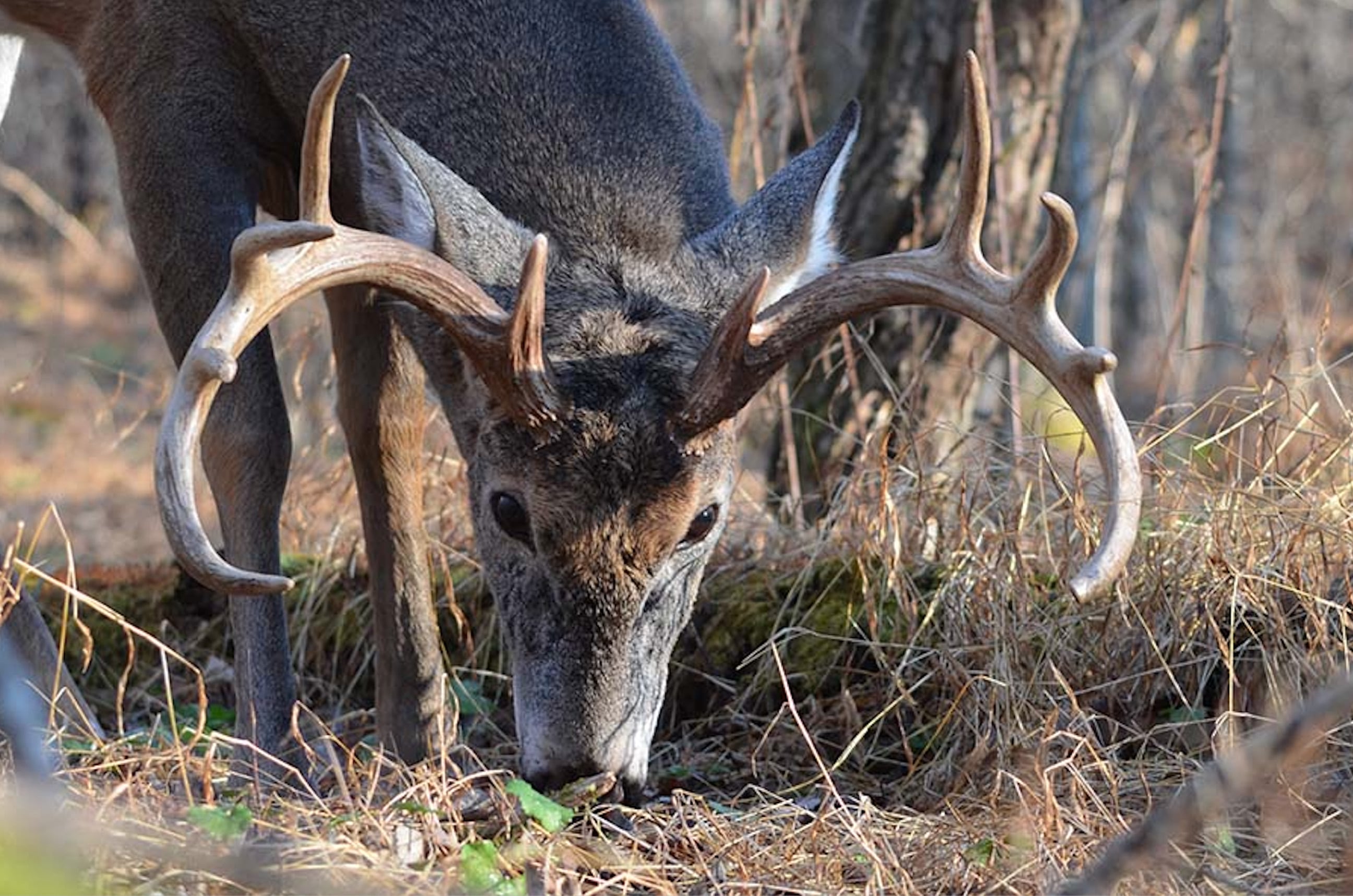 Whitetail Scent Communication And Glands [Murphy's Law On Whitetails ...
