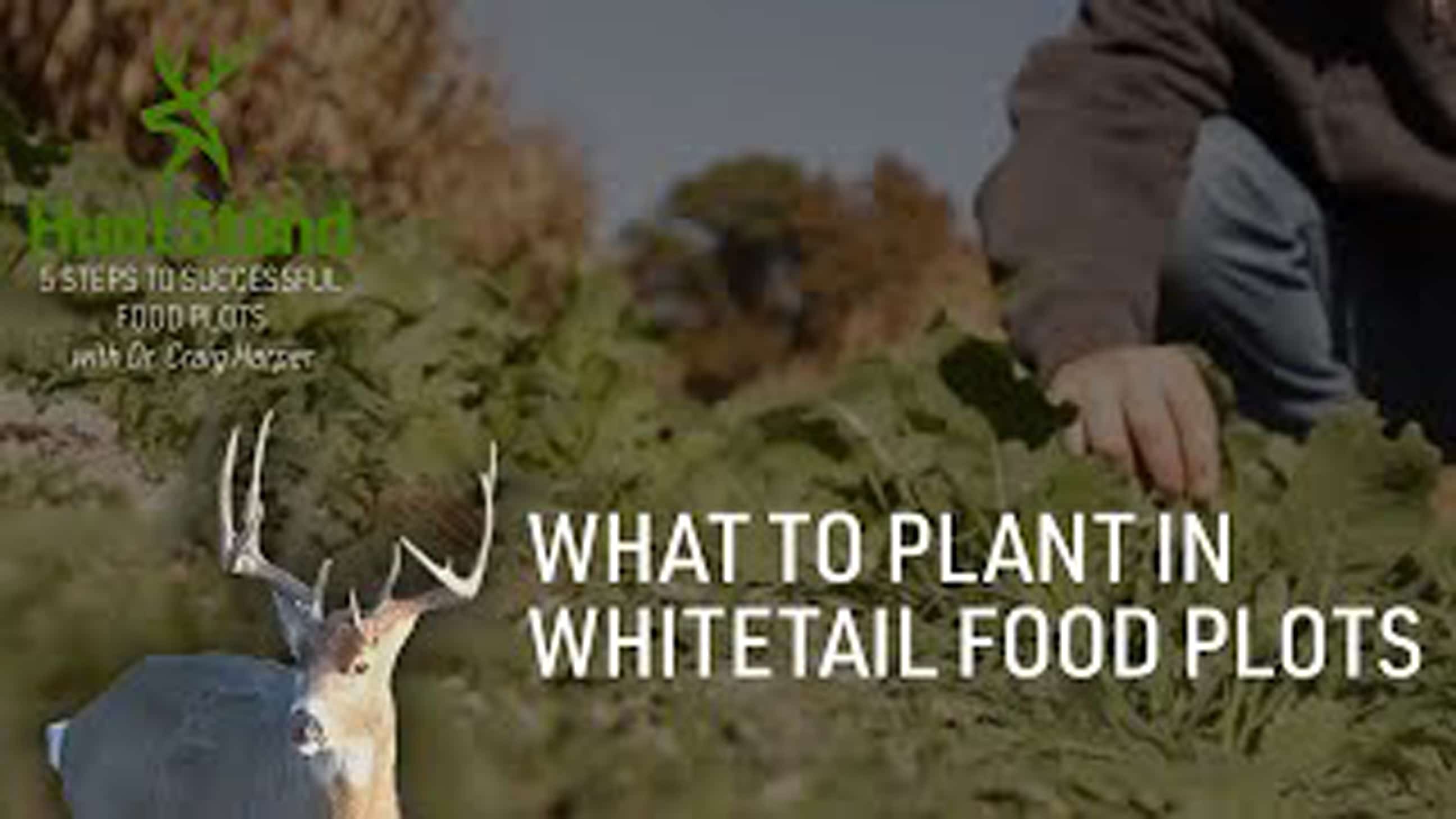 What To Plant In Whitetail Food Plots - HuntStand