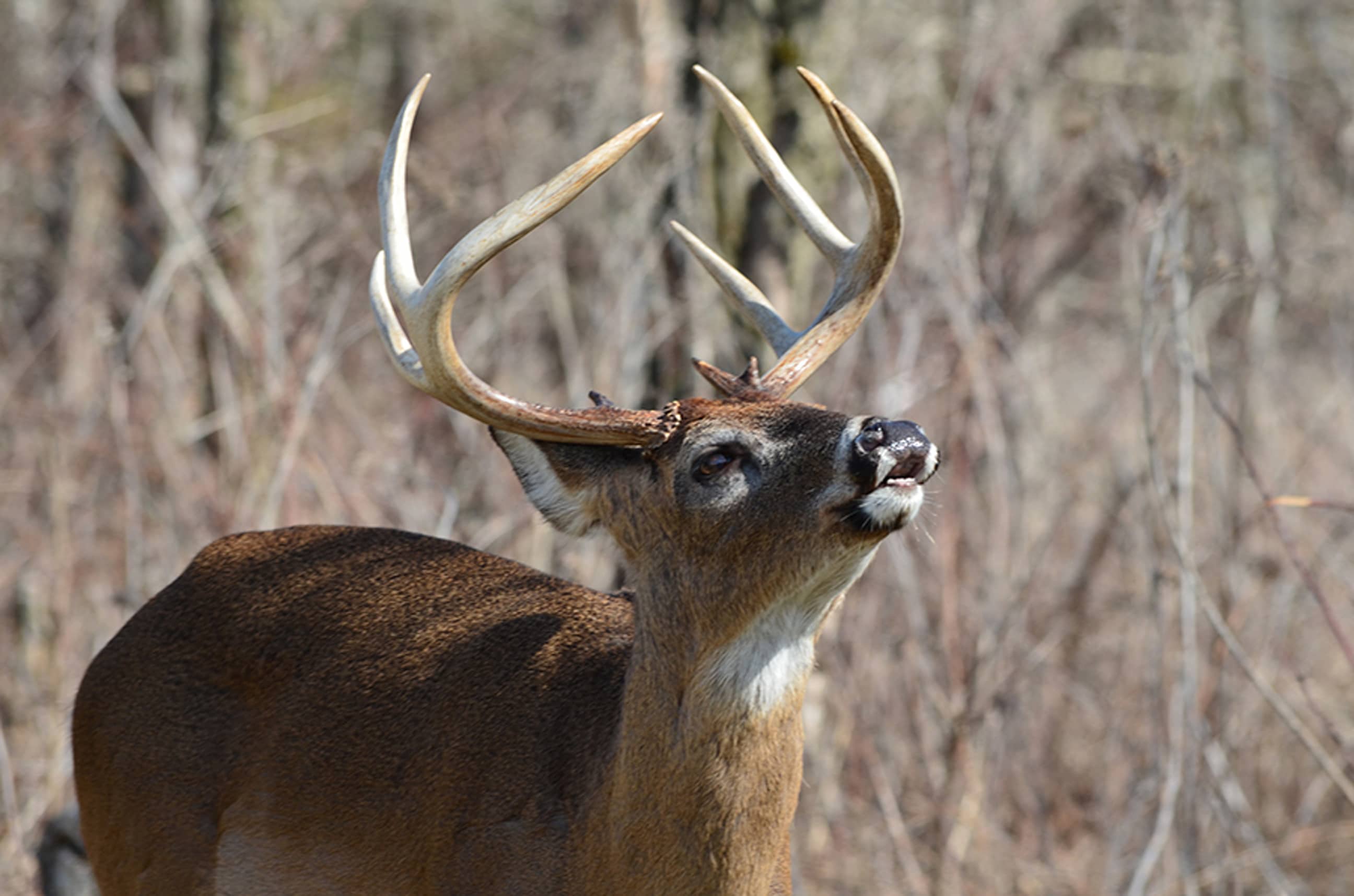 The Whitetail's Sixth Sense [Murphy's Law On Whitetails] - HuntStand