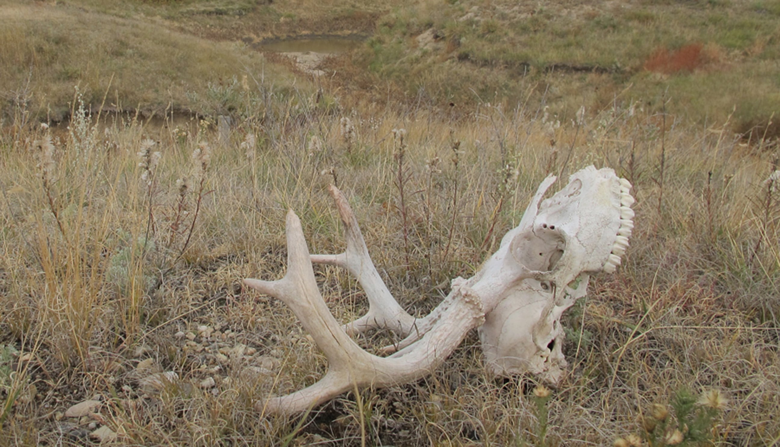 Hemorrhagic Disease [Murphy's Law On Whitetails] - HuntStand