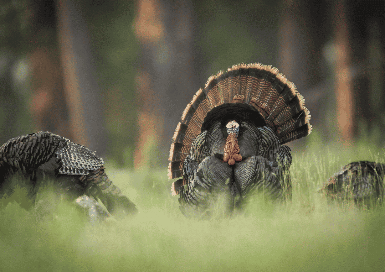 Conservation - HuntStand