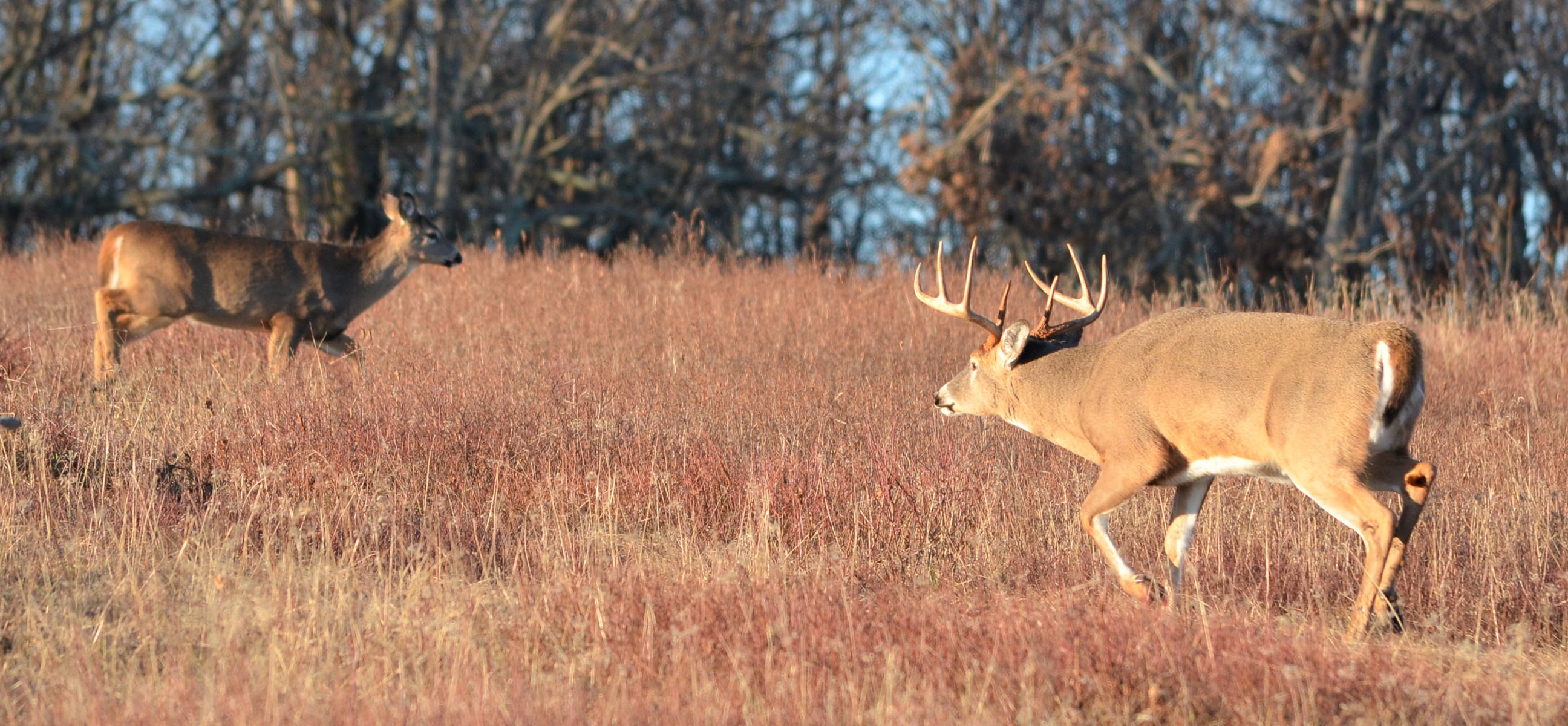 Buck Breeding Success [Murphy's Law On Whitetails] - HuntStand
