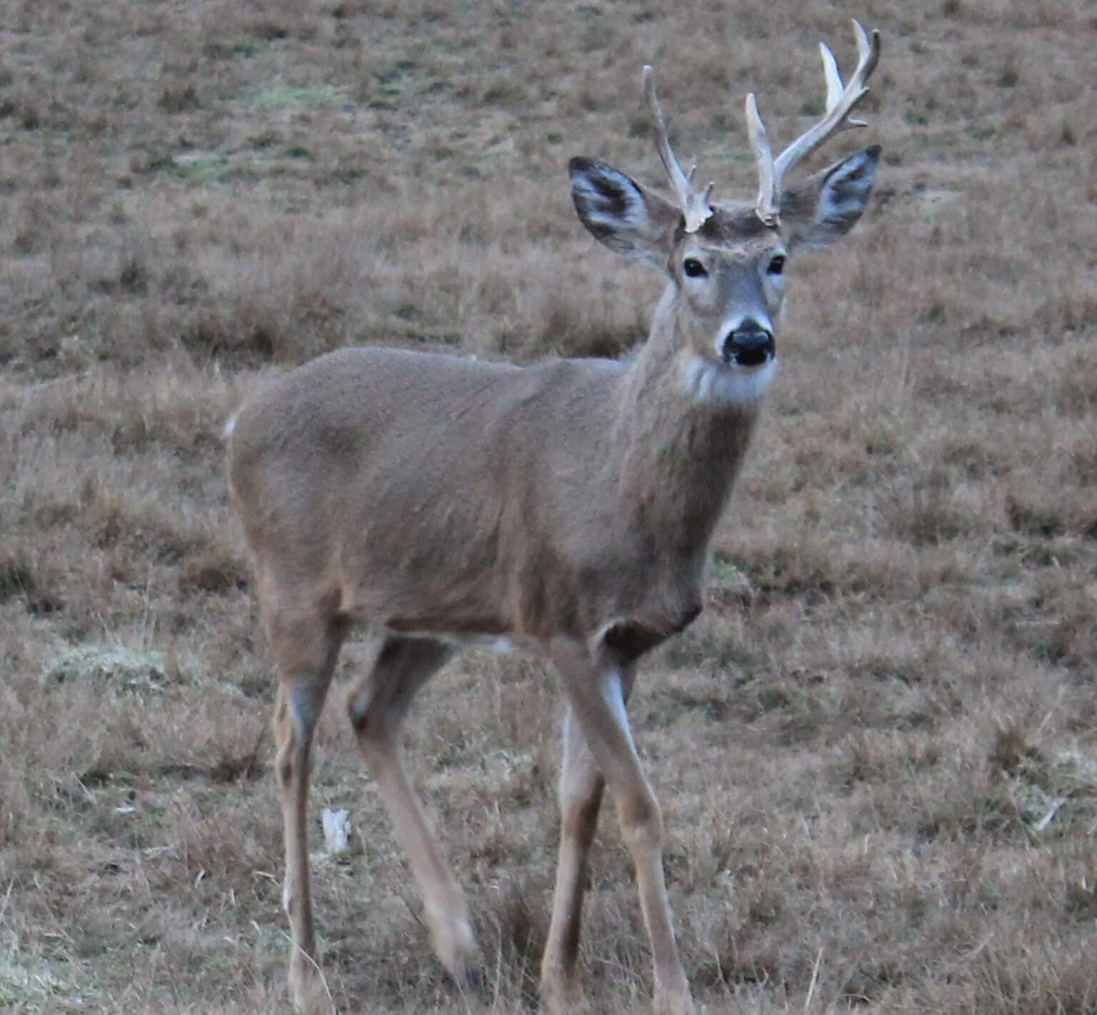 10 Shocking New Deer Study Findings - HuntStand