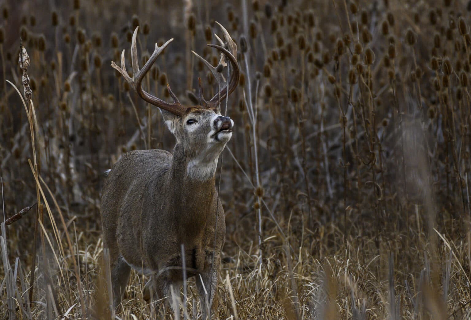 10 Shocking New Deer Study Findings - HuntStand