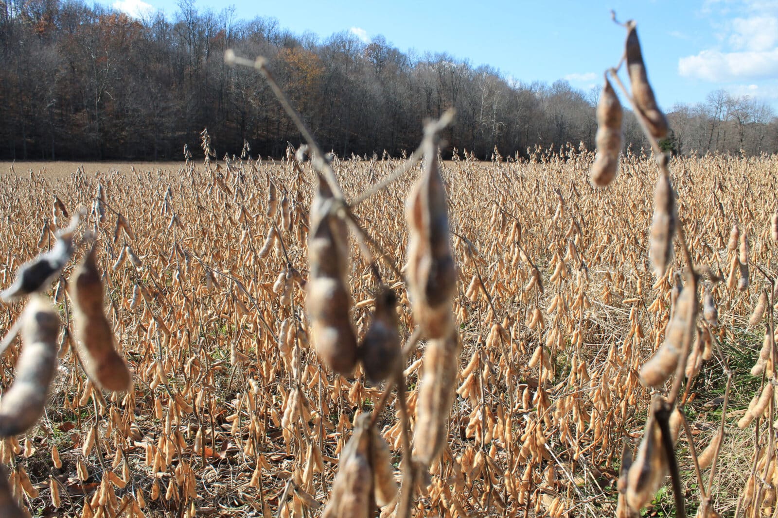 Scoring Deer Hunting Permission With HuntStand Pro - HuntStand