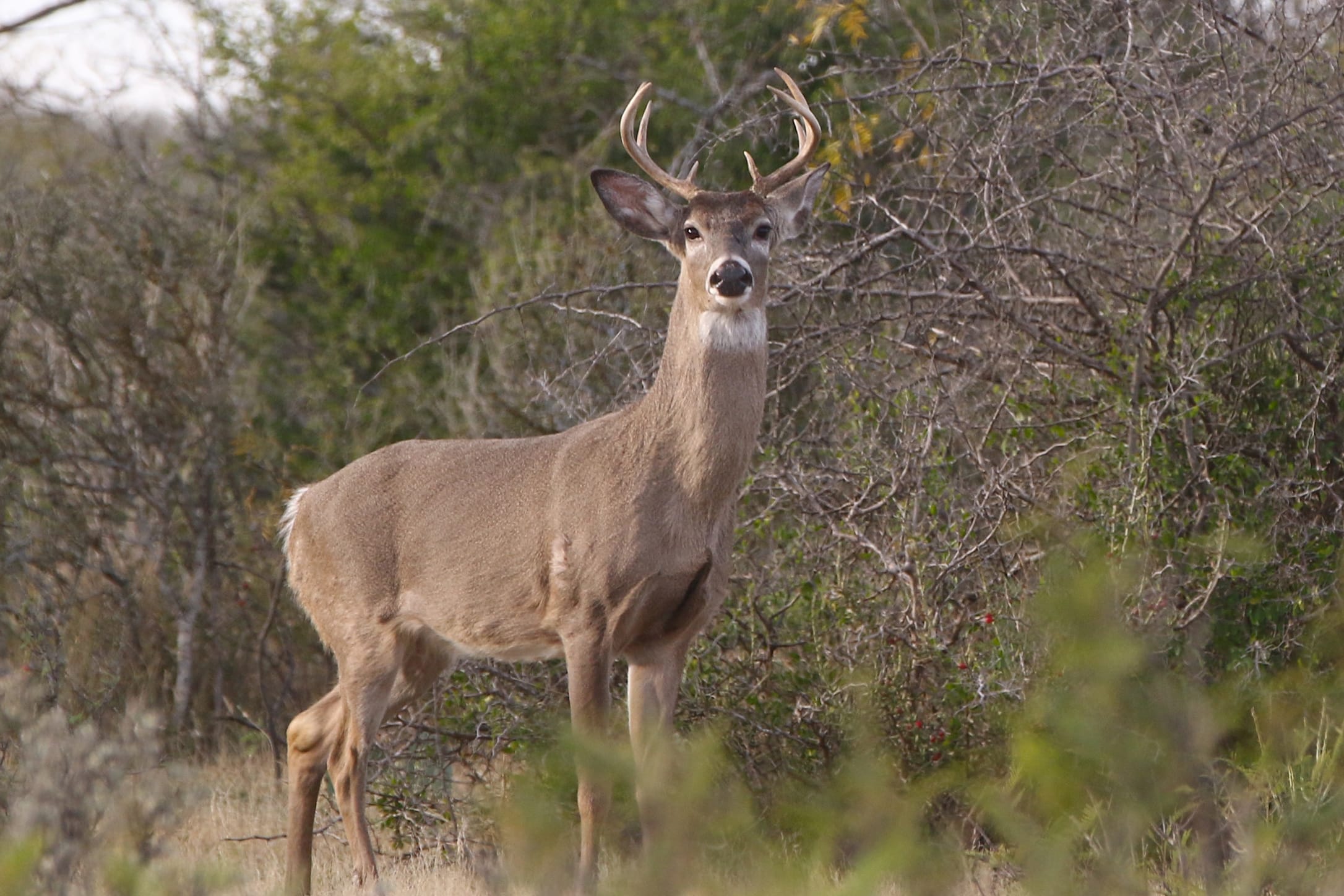How To Buy The Right Budget Riflescope - HuntStand