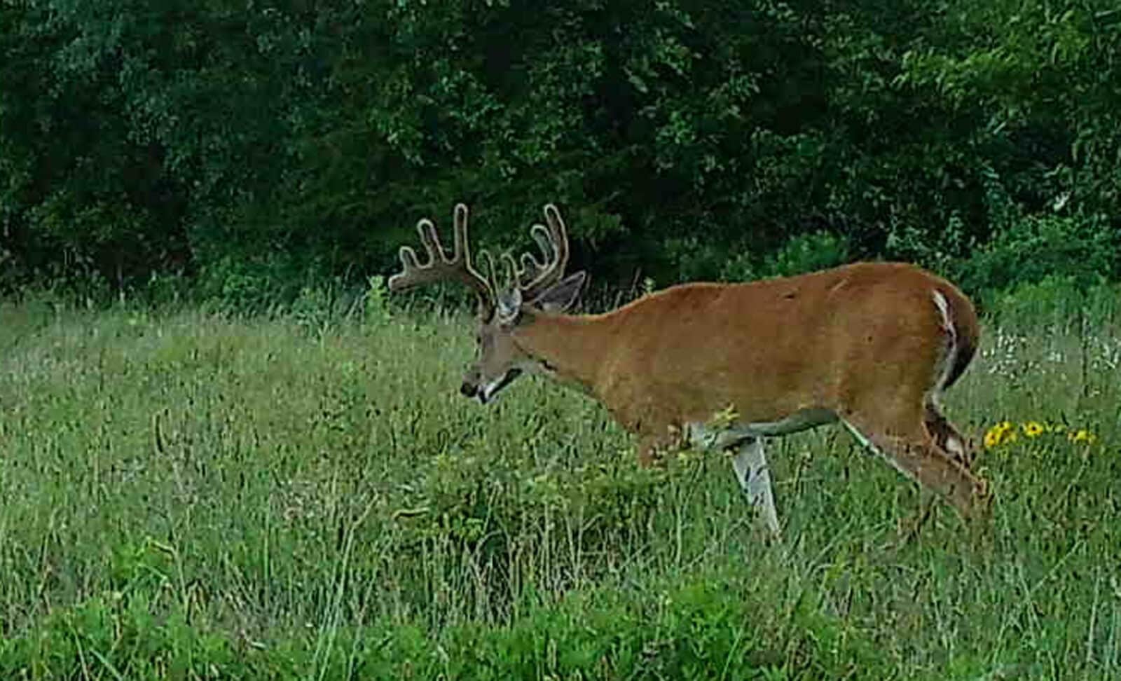 2022 Big Buck HIT LIST Grand Prize Winner - HuntStand