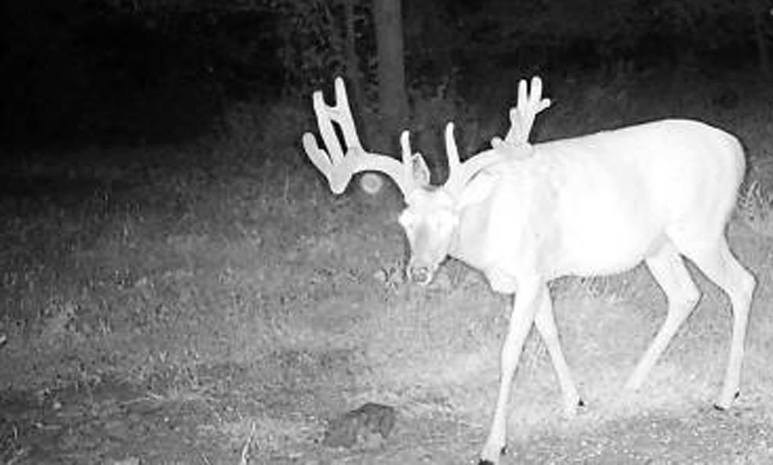 A Sooner State Giant Returns [Big Buck HIT LIST] - HuntStand