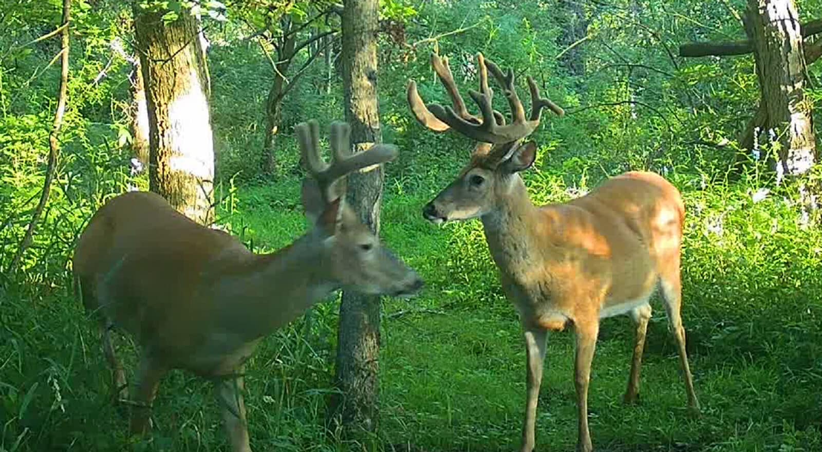 Monster Non-Typical Buck Appears [Big Buck HIT LIST] - HuntStand