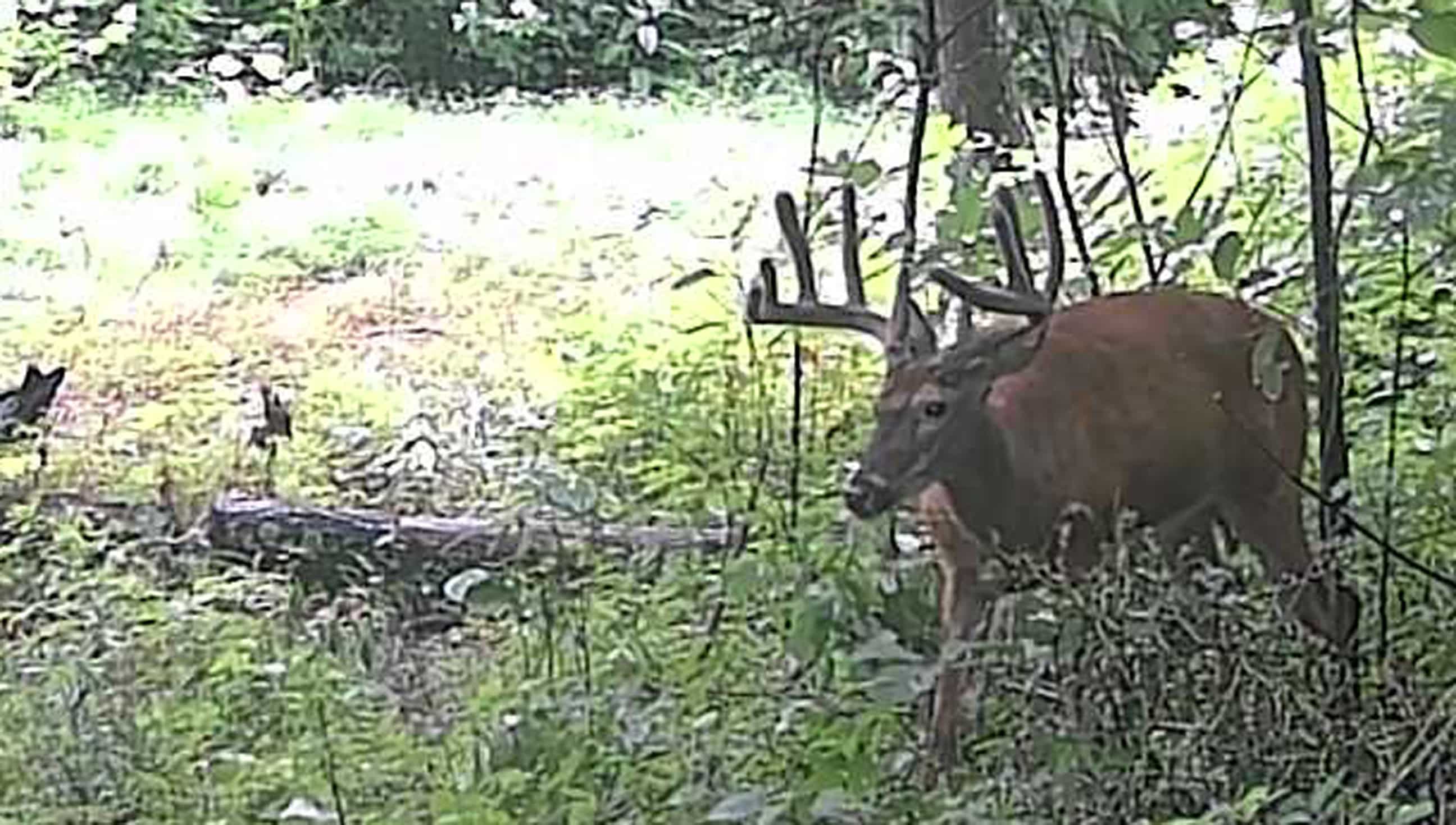 11-Point Hoosier State Buck [Big Buck HIT LIST] - HuntStand