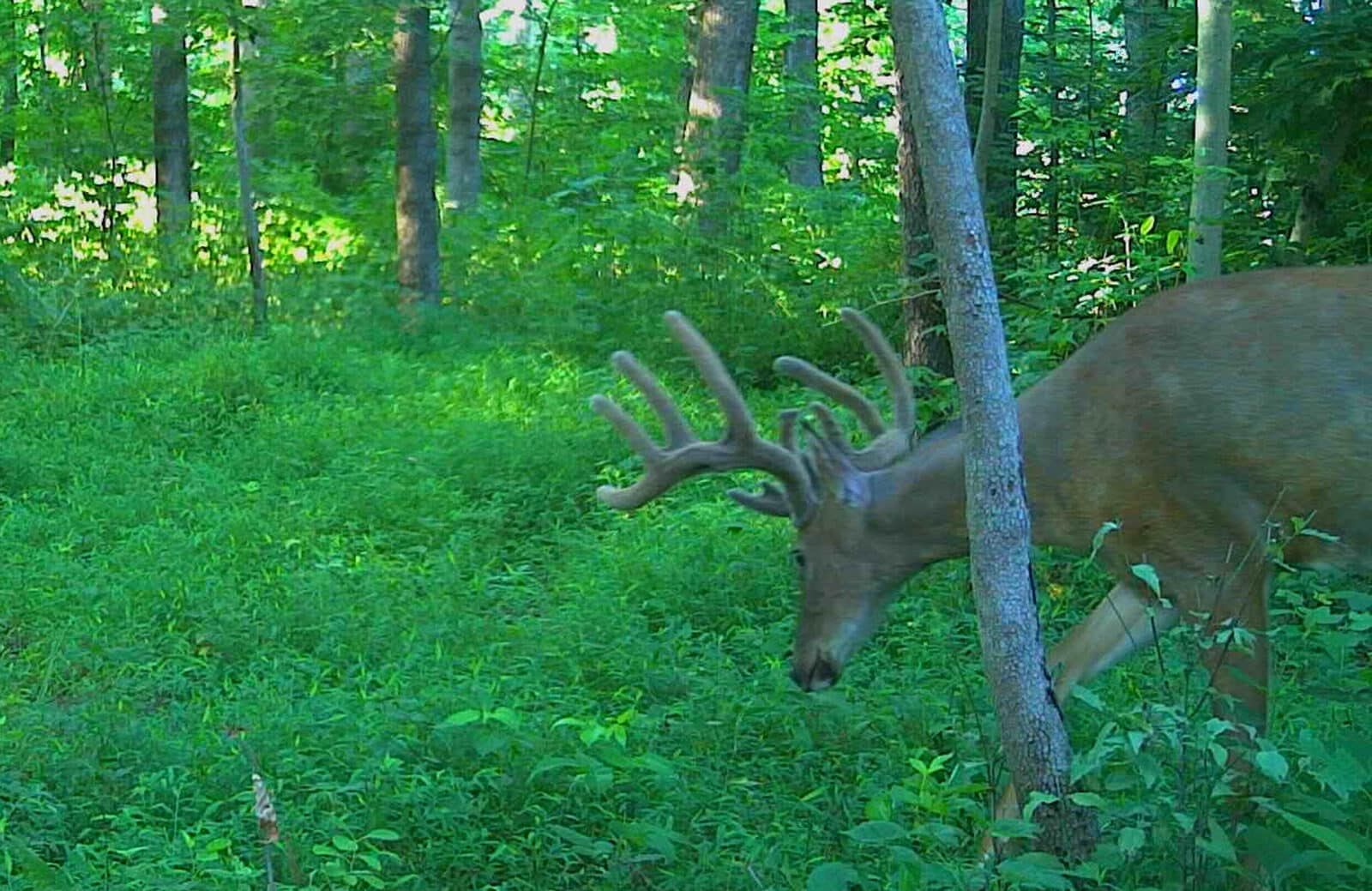 11-Point Hoosier State Buck [Big Buck HIT LIST] - HuntStand