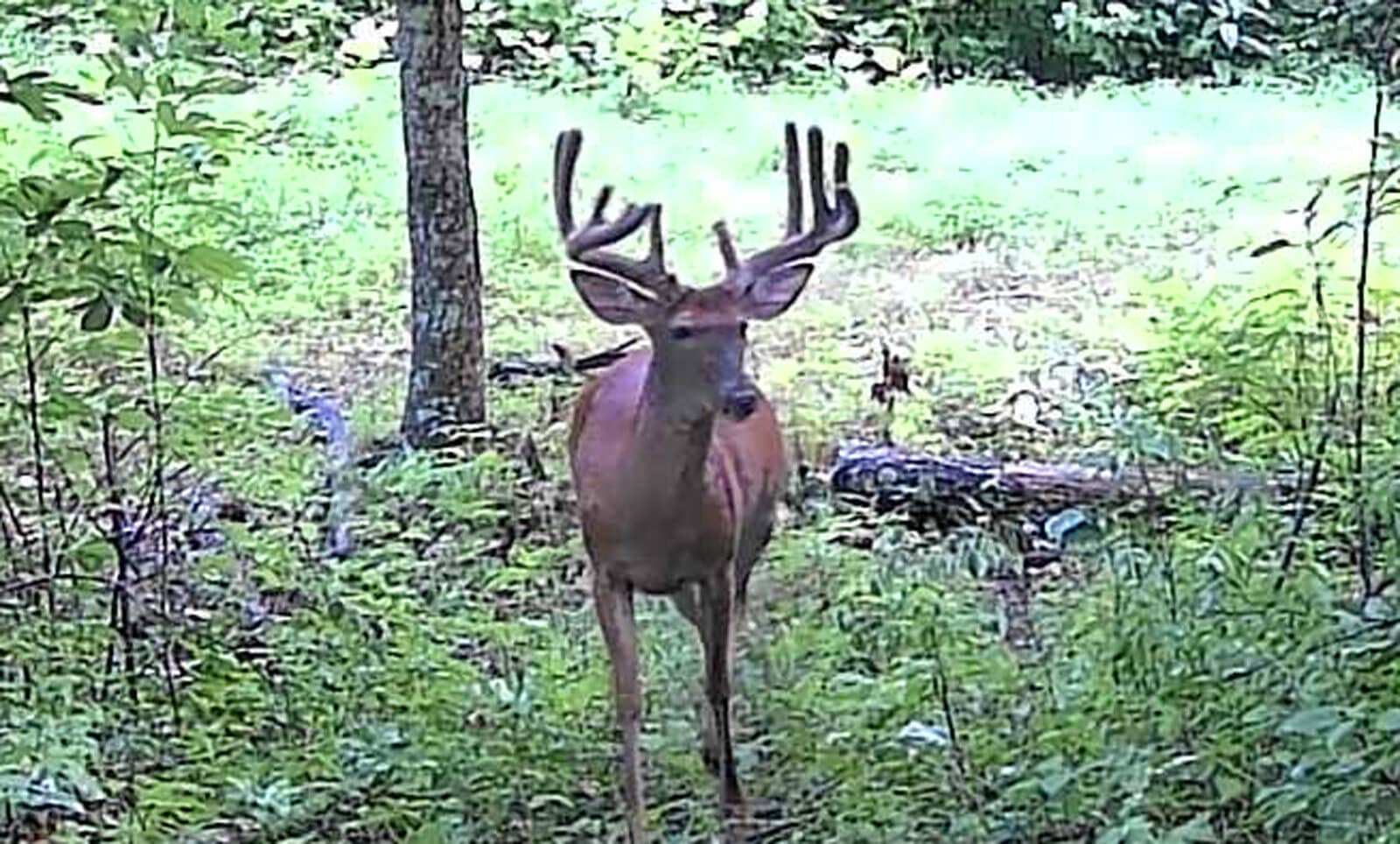 11-Point Hoosier State Buck [Big Buck HIT LIST] - HuntStand