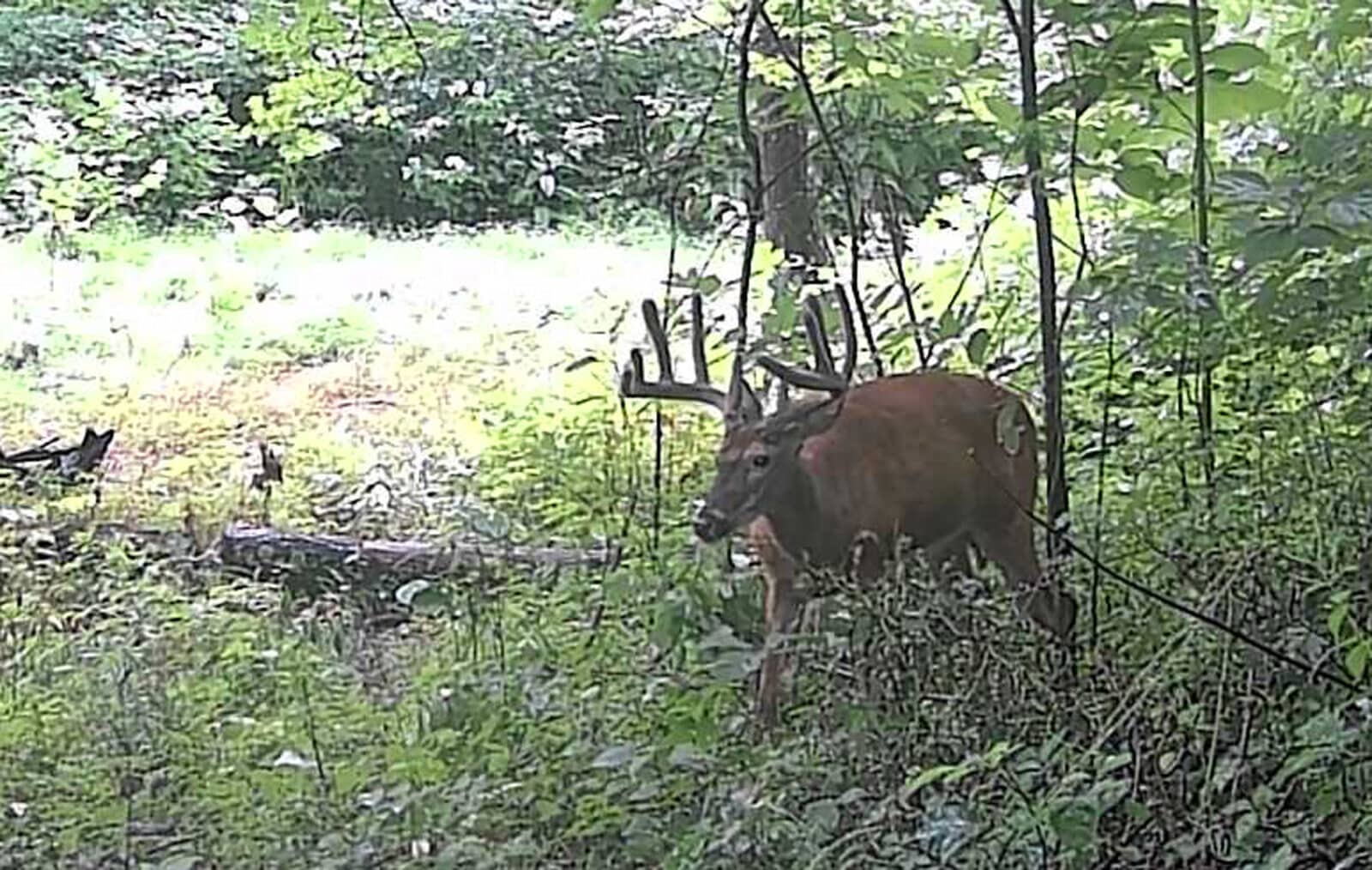 11-Point Hoosier State Buck [Big Buck HIT LIST] - HuntStand
