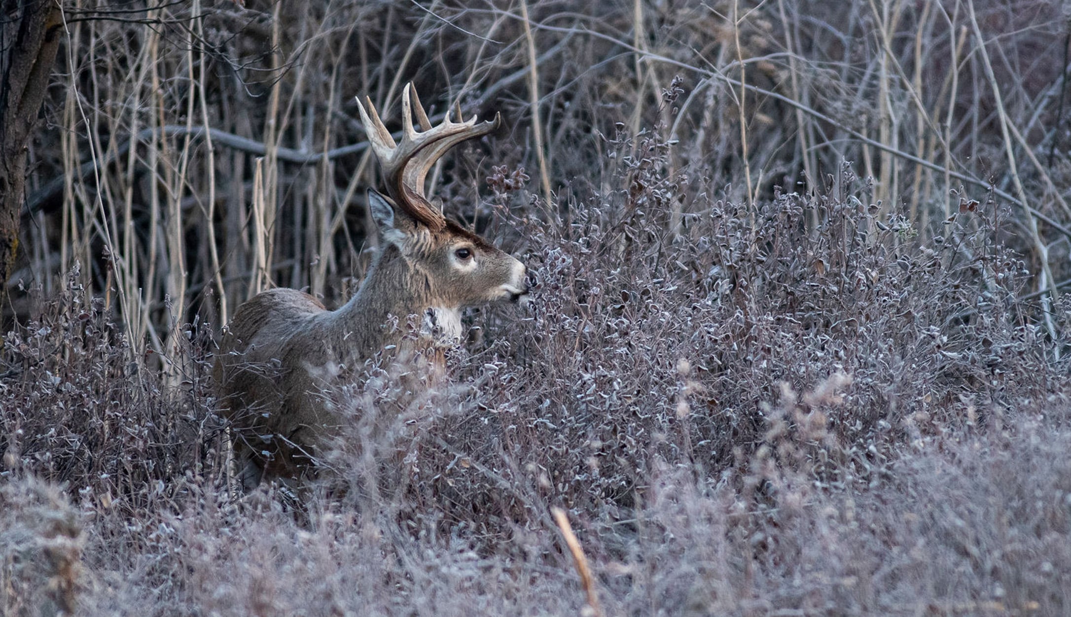 Hunting Pre-Rut Whitetails with HuntStand - HuntStand