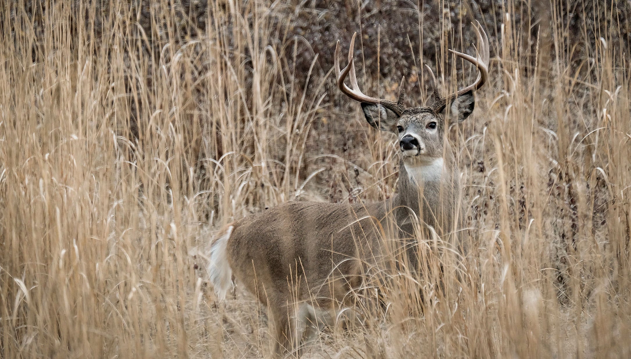 Hunting Pre-Rut Whitetails with HuntStand - HuntStand