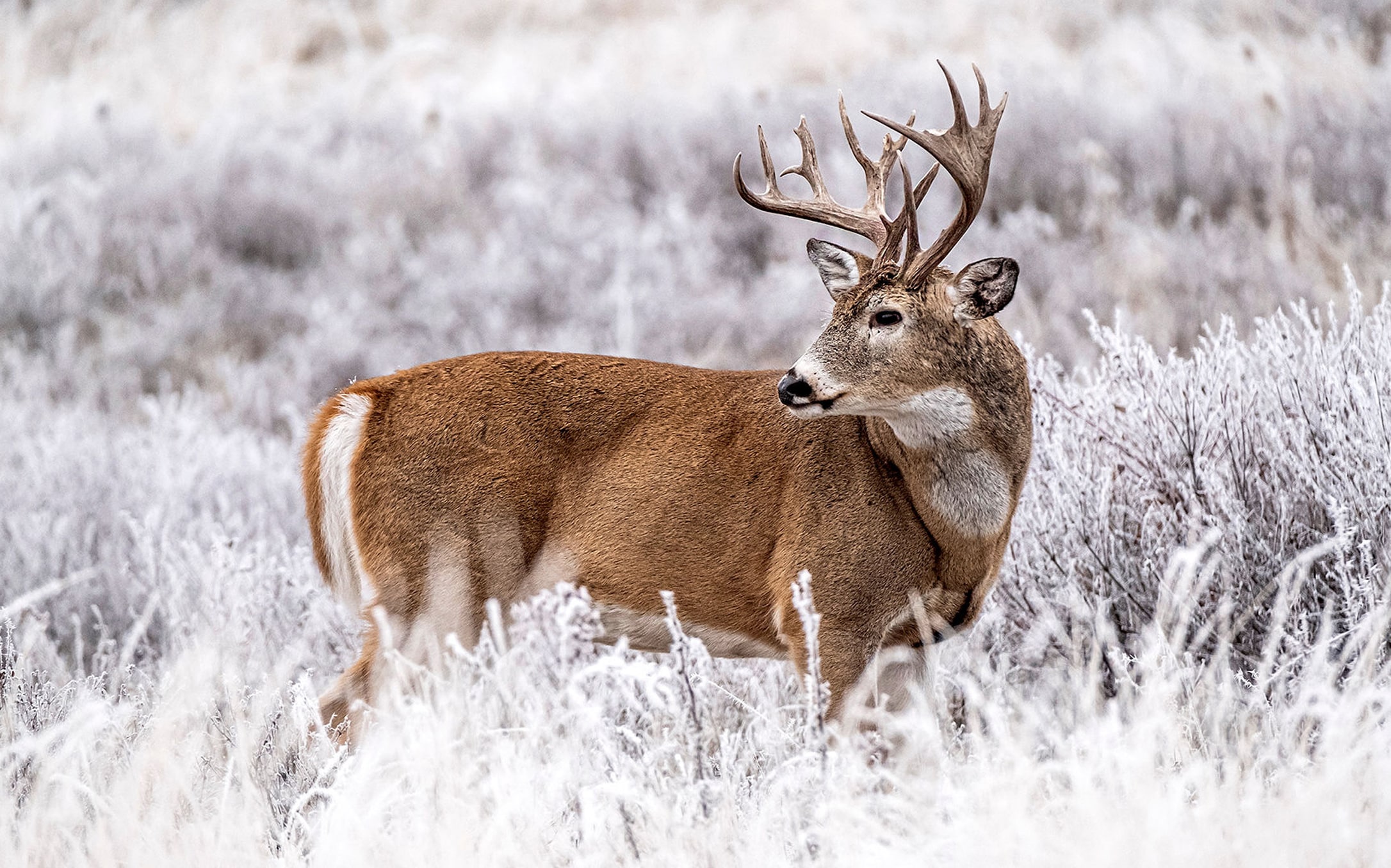 5 Reasons to Get a HuntStand Upgrade Now - HuntStand