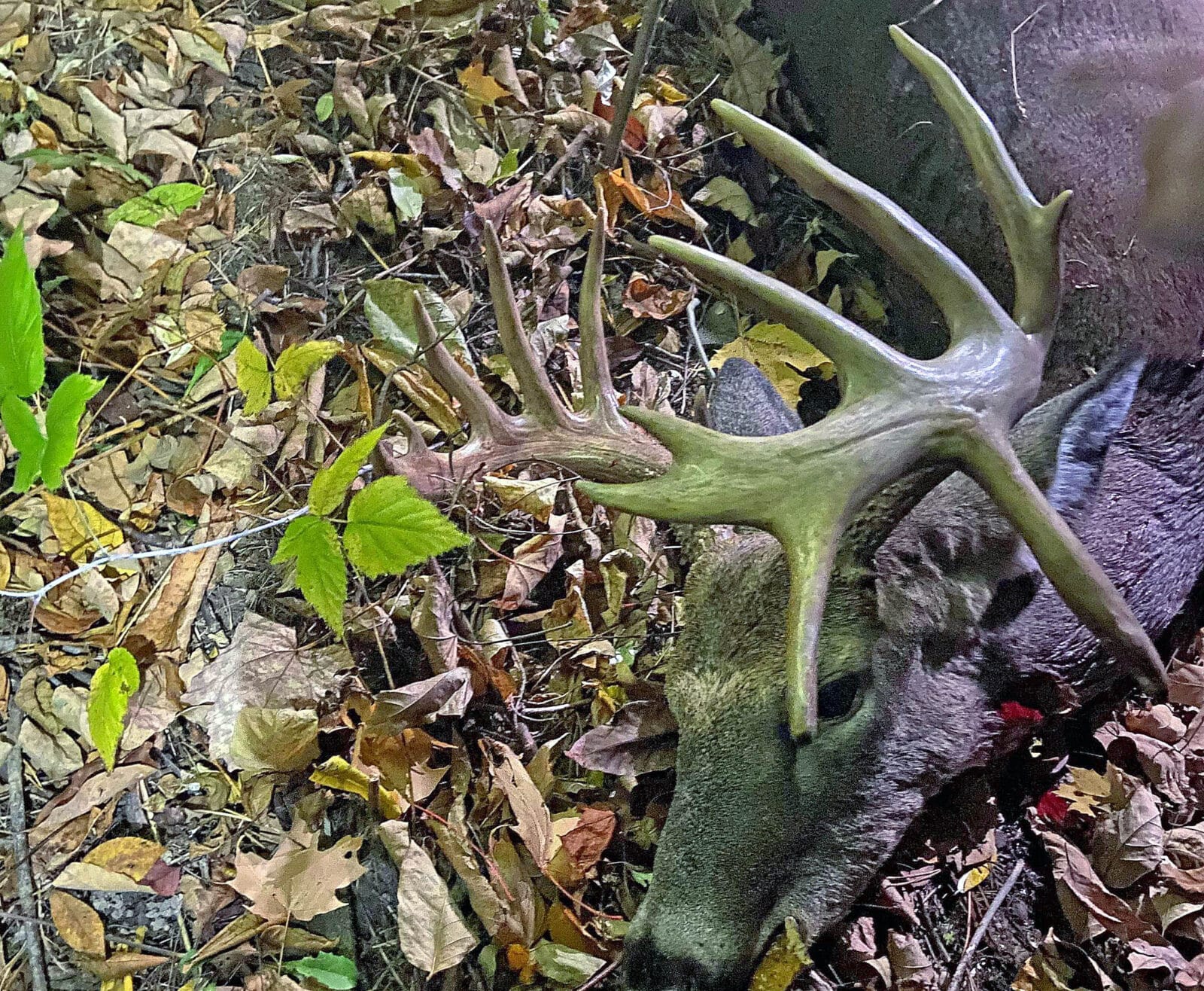 NY Drop-Tine Buck is Sweet Surprise [Big Buck ALERT] - HuntStand