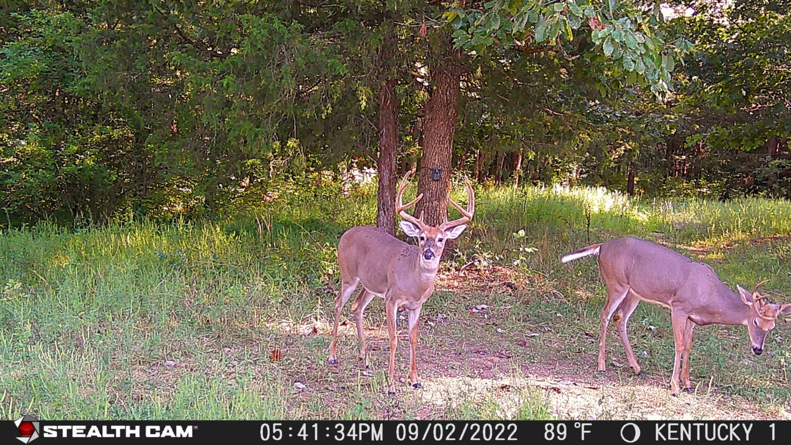 Bowhunting a Giant Velvet Whitetail Buck in Kentucky - HuntStand