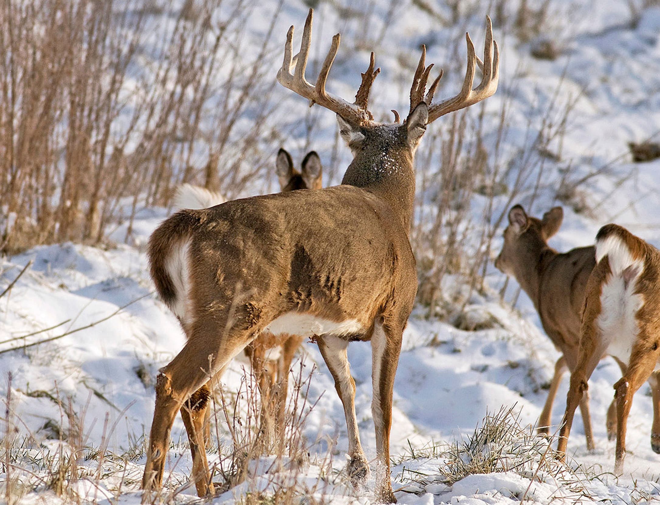 6 Ways to Late-Season Hunting Success with Whitetail Pro - HuntStand