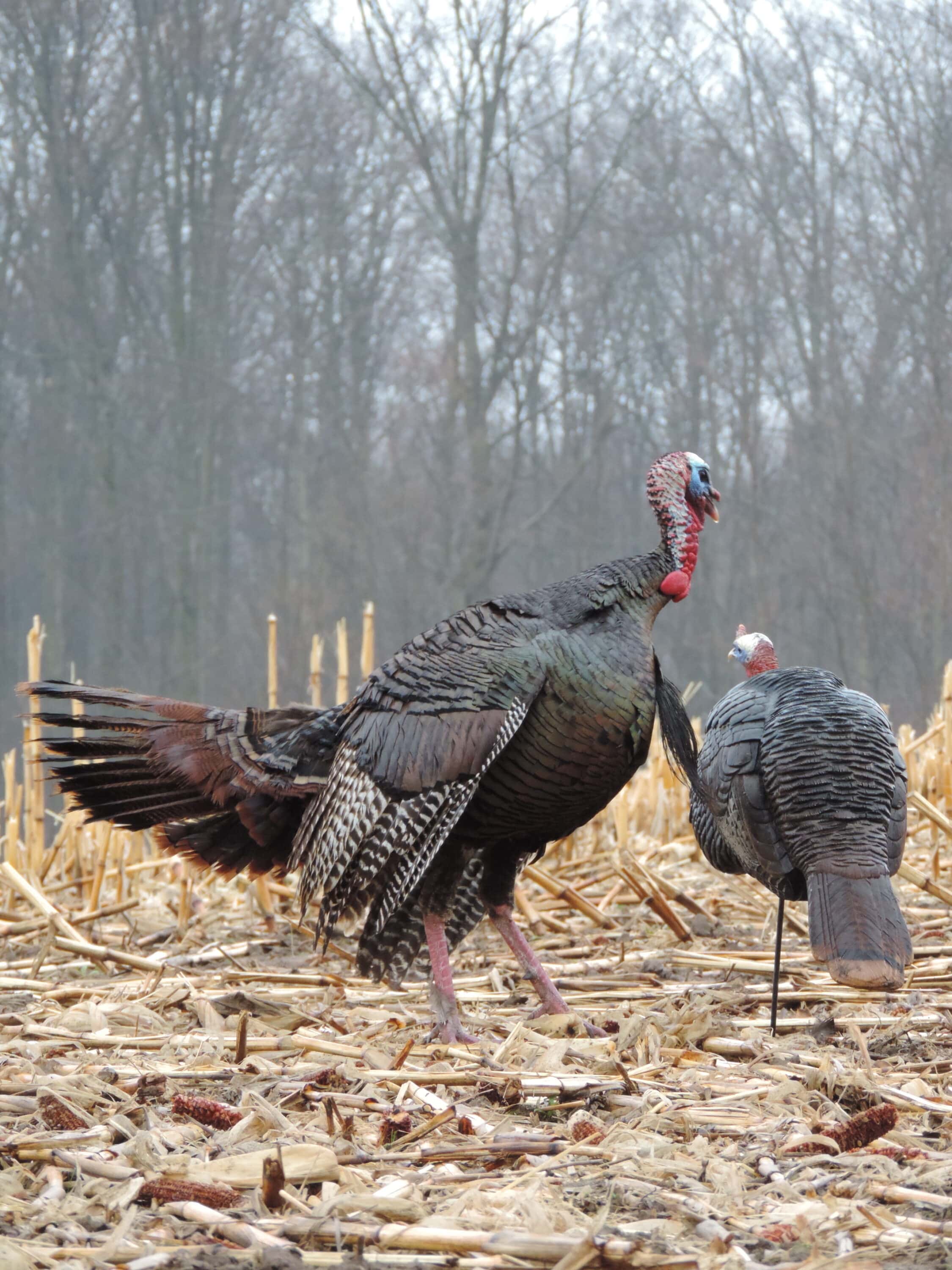 Bowhunting Turkeys 101: How to Bow-Kill a Spring Turkey - HuntStand