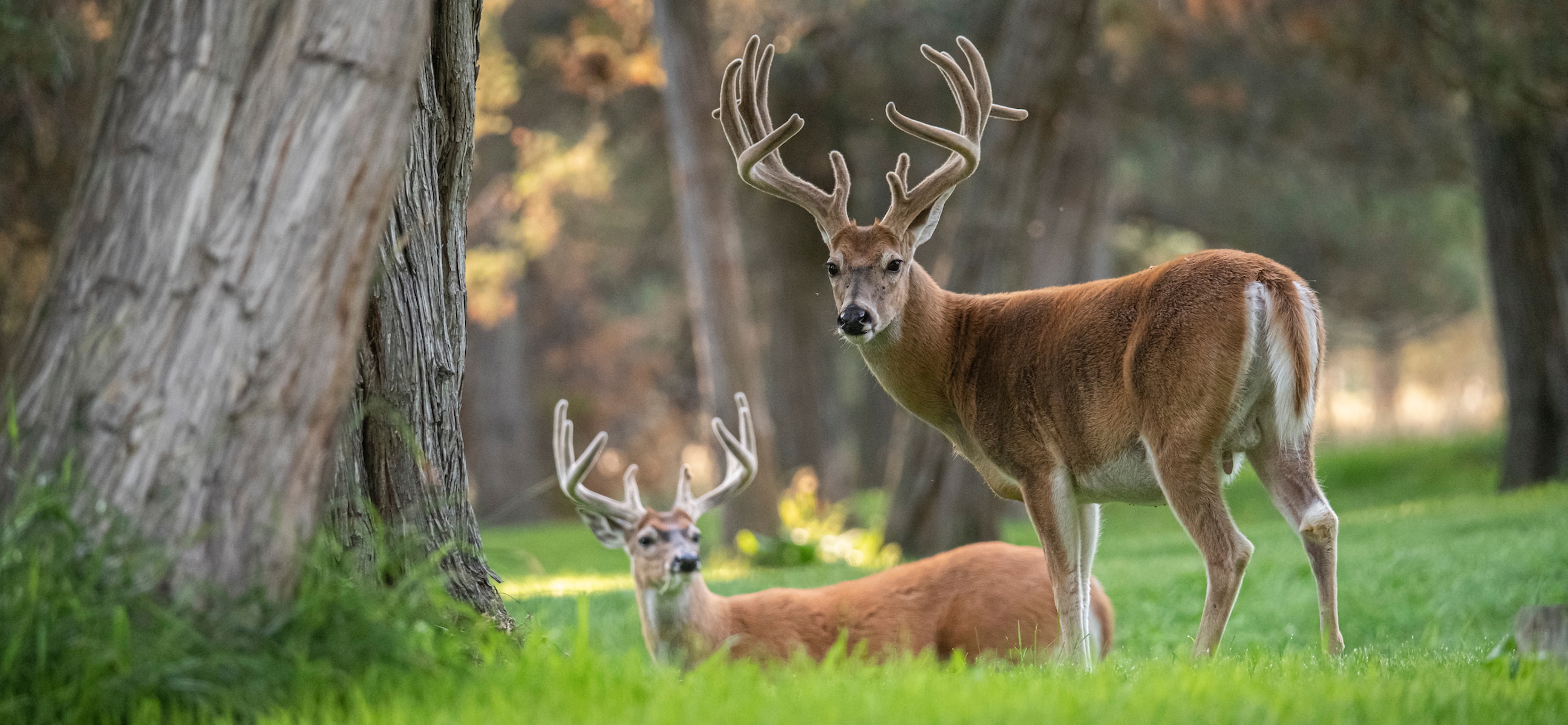 DIY Whitetails: The Value of Summer Scouting for Deer - HuntStand