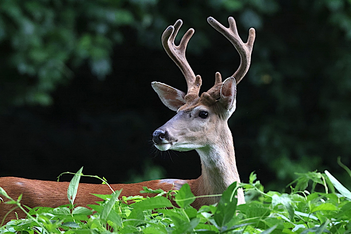 8 Ways Deer Hunters Use Maps - HuntStand